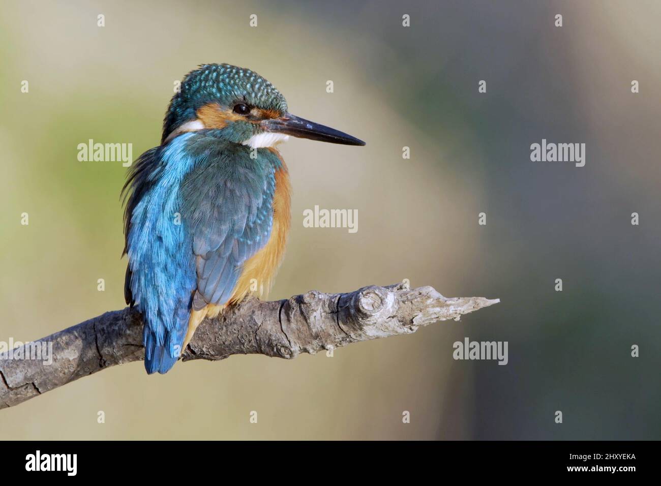 A Common Kingfisher standing on a branch of a tree Stock Photo - Alamy