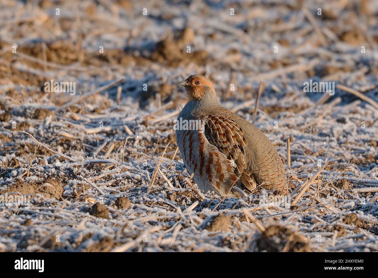 Grey partridge in beautiful hi-res stock photography and images - Alamy