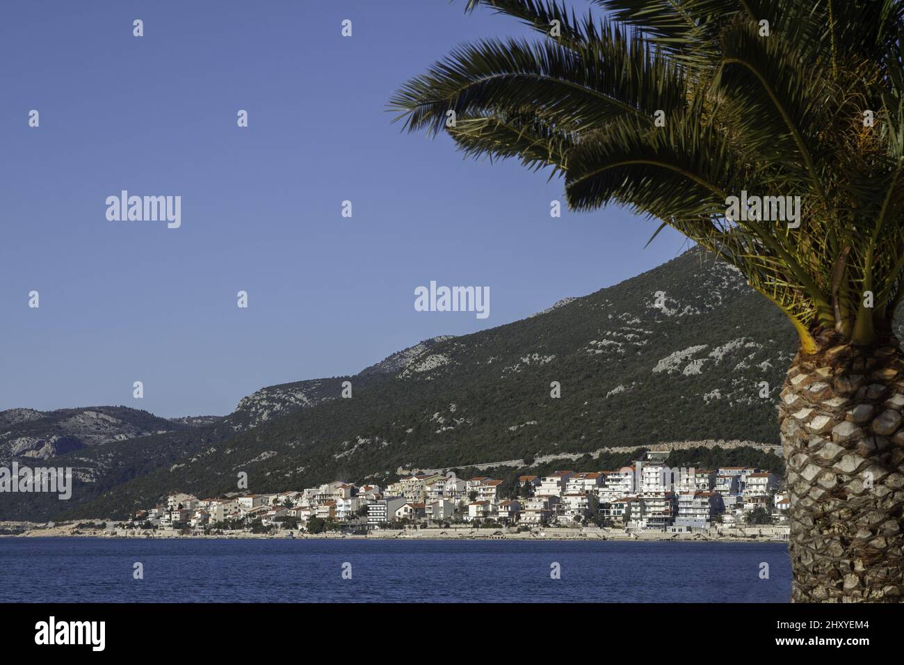 Date palm on the seashore with the background of a resort with white ...