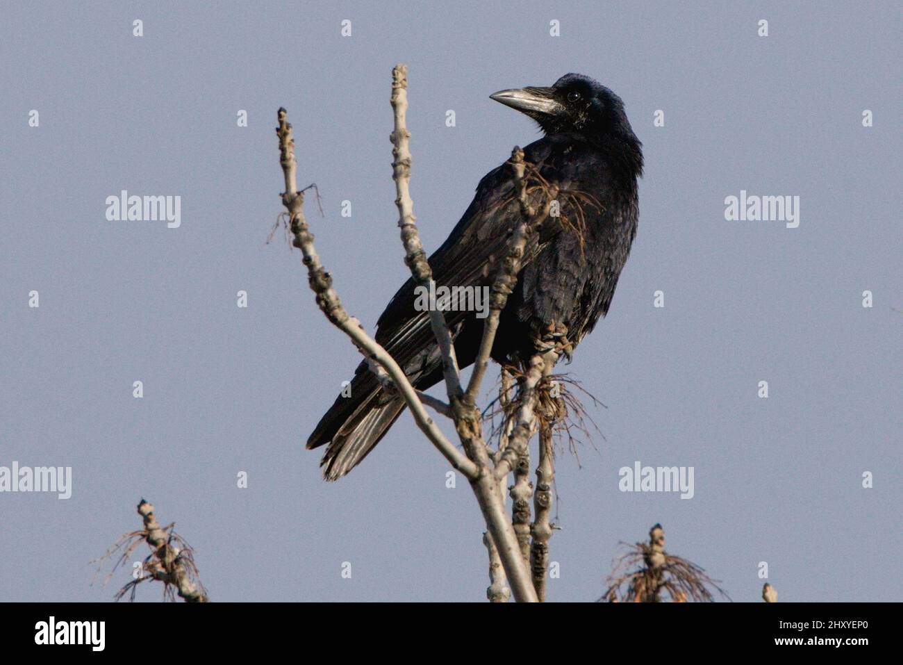 Branching small tree hi-res stock photography and images - Alamy