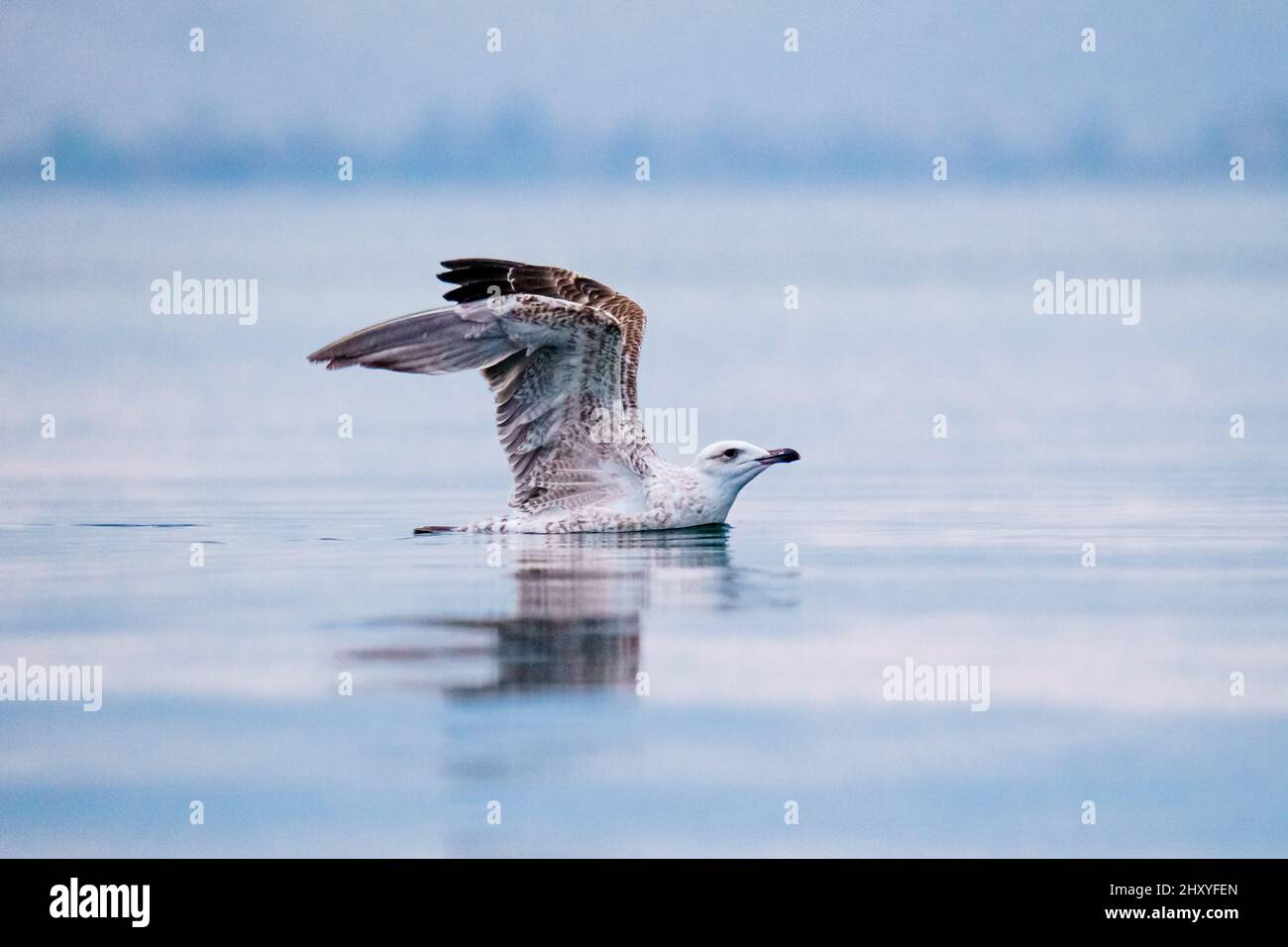 Adorable gull with wide open wings and its reflection in blue clear ...