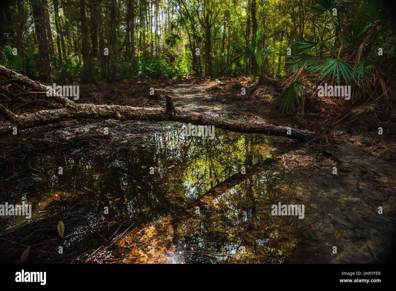 Closeup of a flooded trail with a branch crossed over in north Tampa ...
