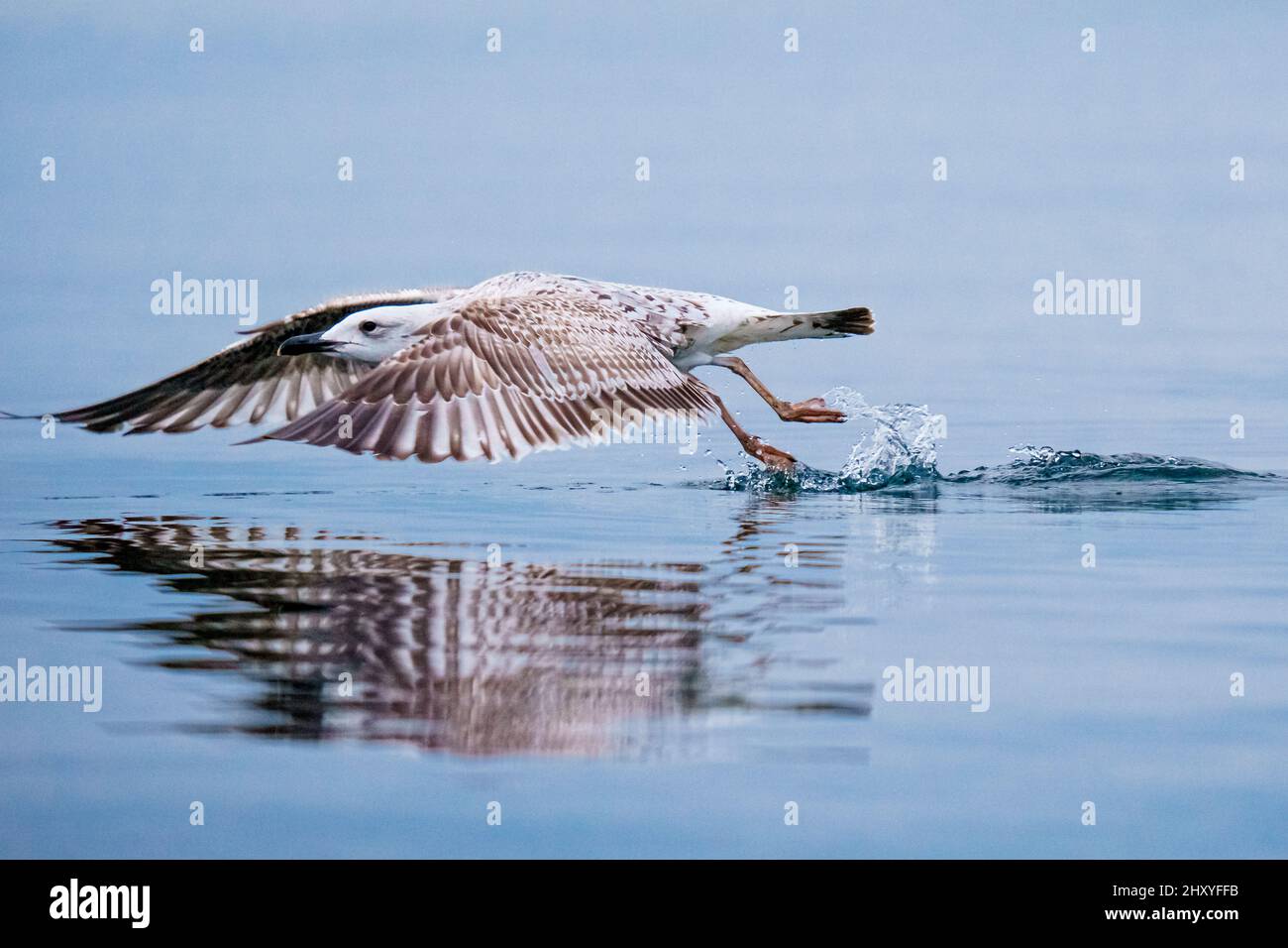 Wings half white half black hi-res stock photography and images - Alamy