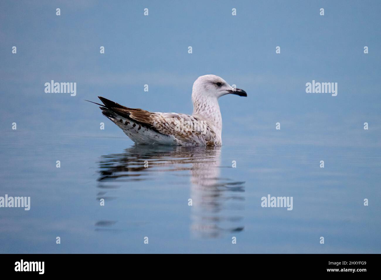 Adorable gull with its reflection in blue clear water Stock Photo - Alamy