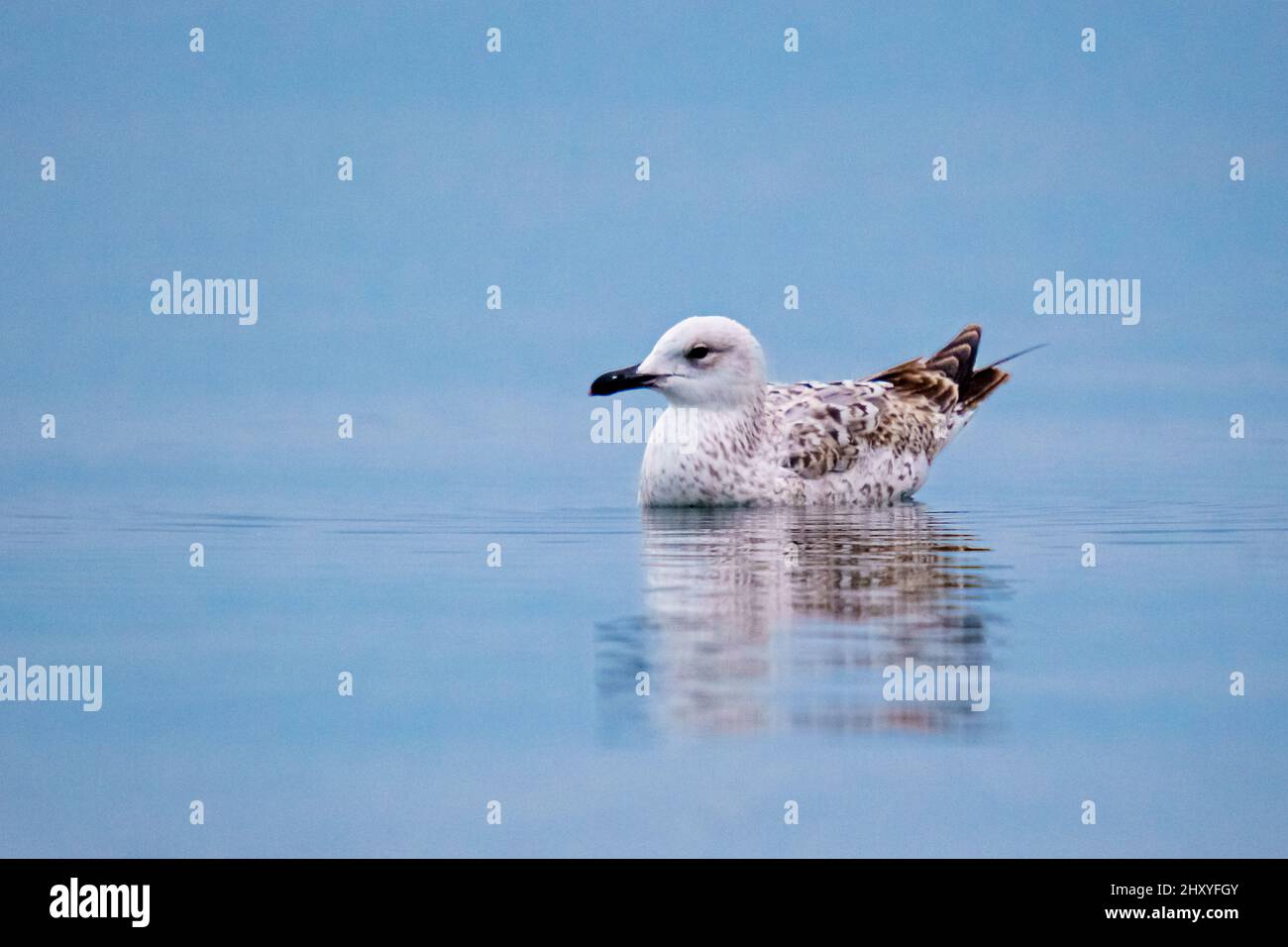 Adorable gull with its reflection in blue clear water Stock Photo - Alamy