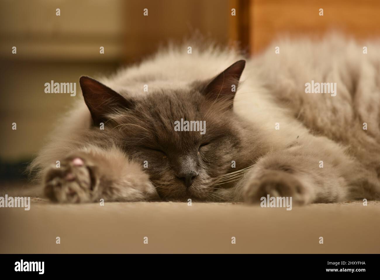 Cute fluffy cat sleeping on a carpet Stock Photo - Alamy