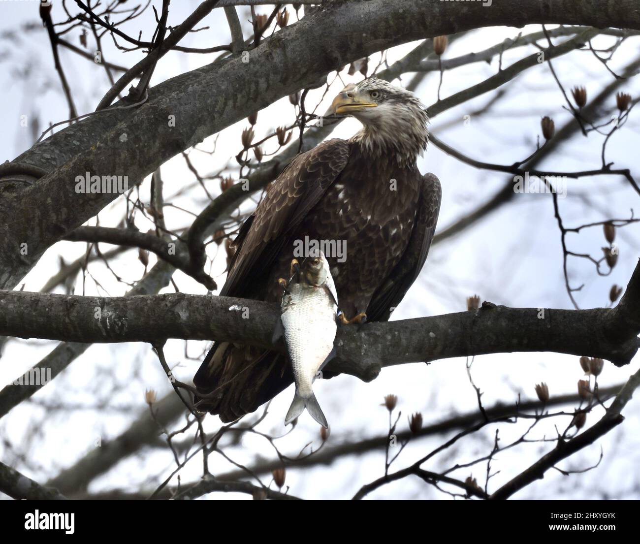 Closeup of a Bald eagle on a tree branch Stock Photo - Alamy