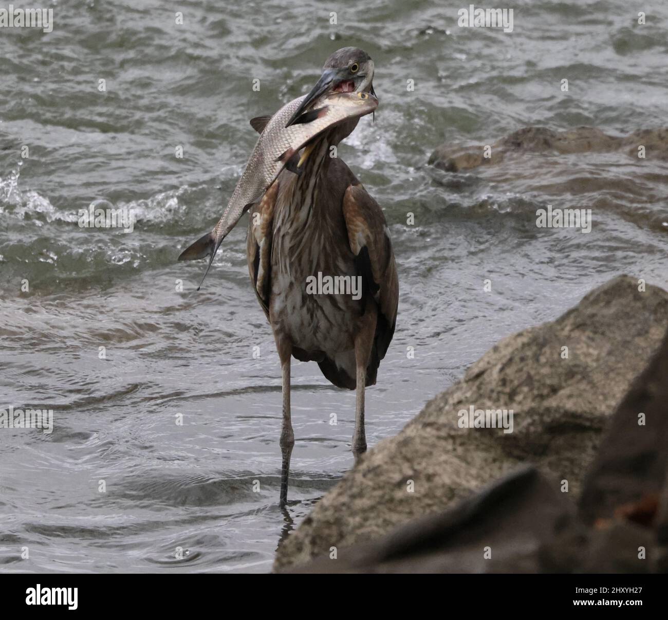 Closeup of a Great blue heron eating fish while standing in a sea Stock ...