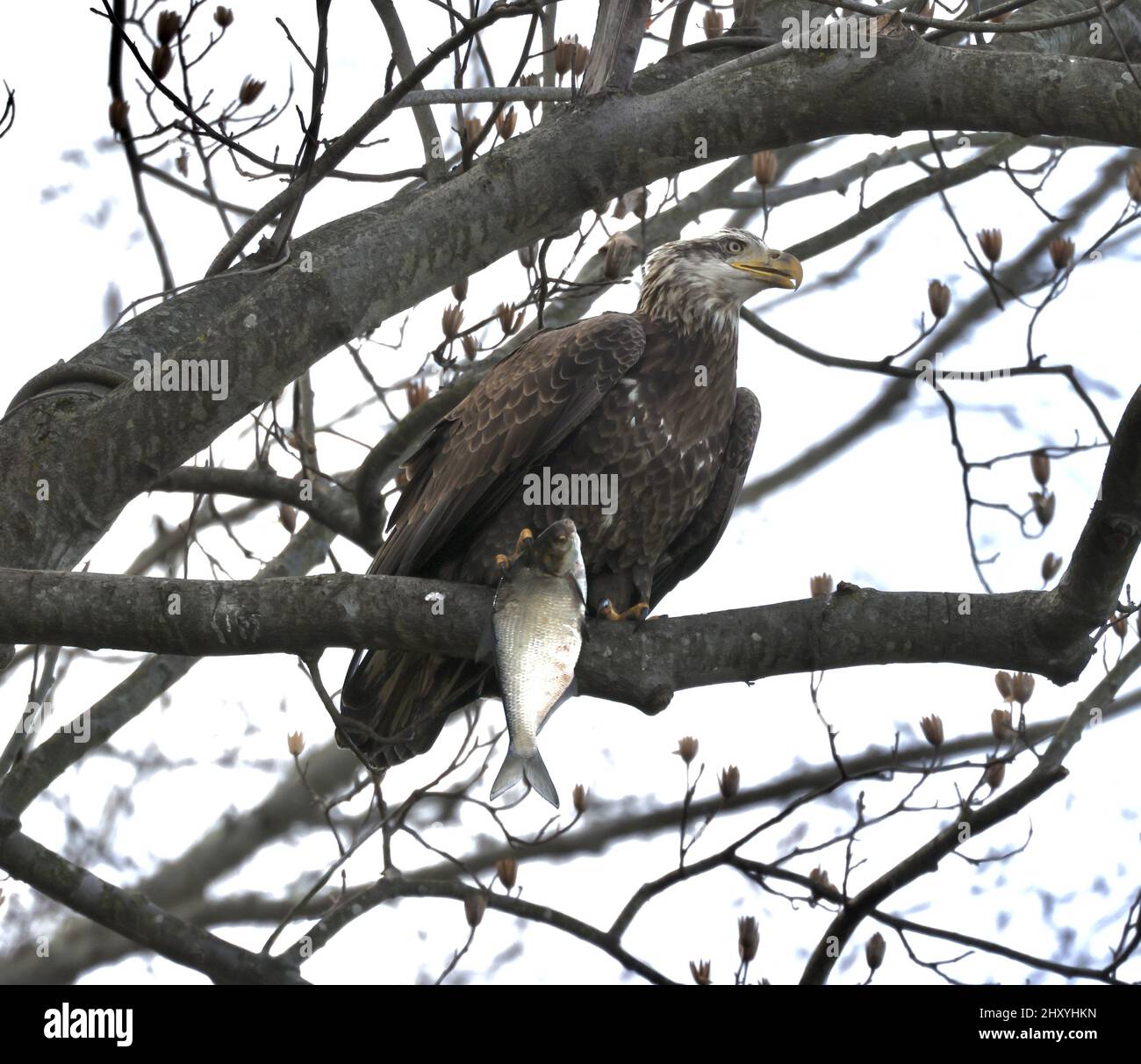 Closeup of a Bald eagle on a tree branch Stock Photo - Alamy