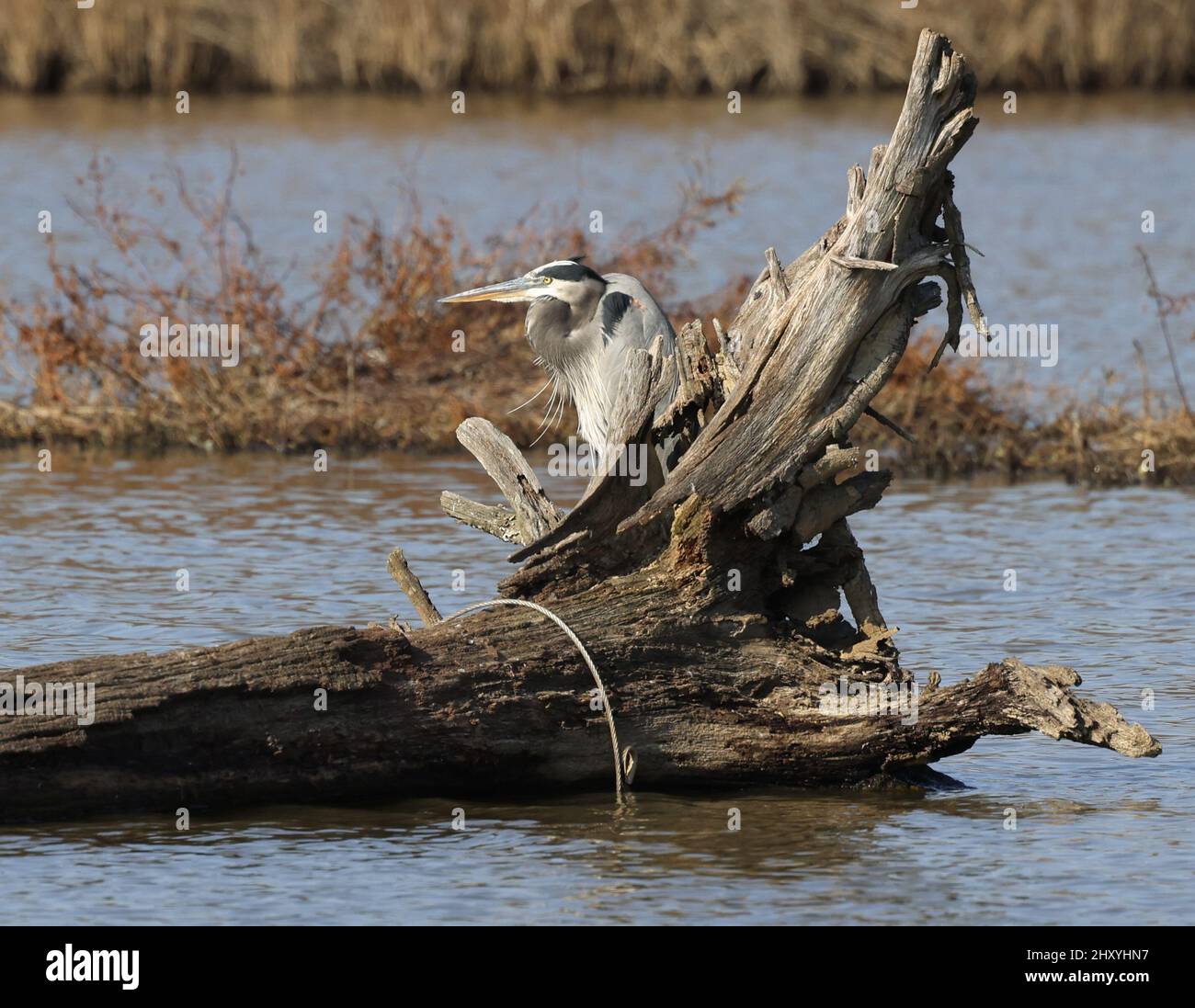 Closeup of an Ardea standing on a tree trunk on a lake Stock Photo - Alamy