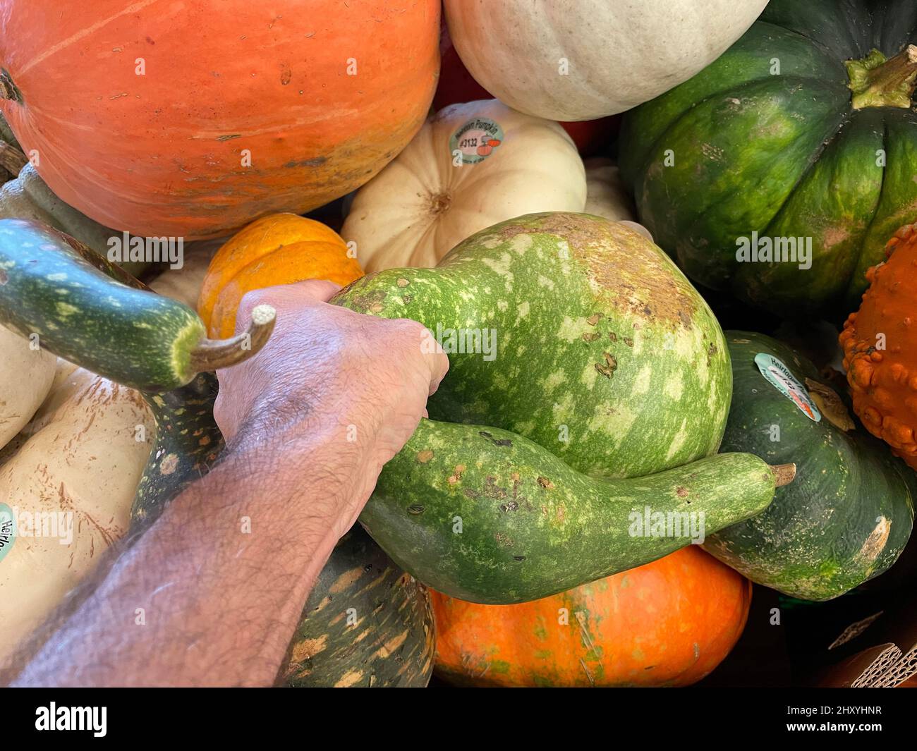 Decorative gourds and pumpkins on display in a retail grocery store ...
