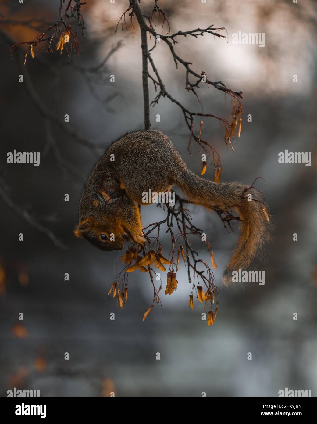 Selective of a squirrel on a thin branch Stock Photo - Alamy