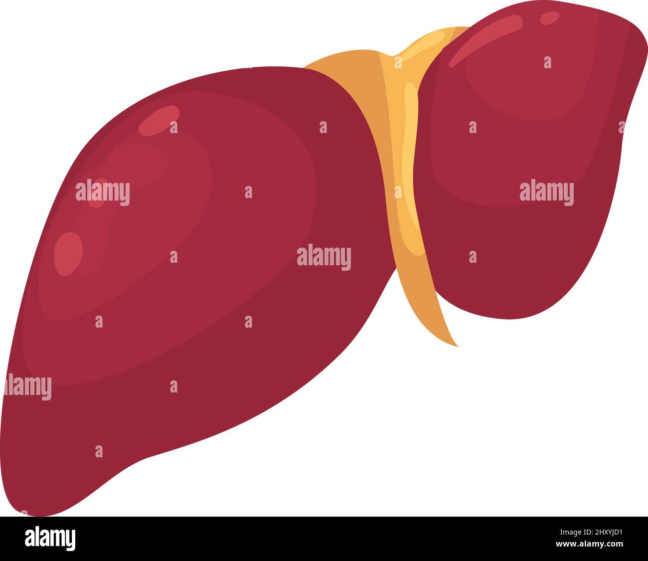 flat realistic liver design Stock Vector Image & Art - Alamy