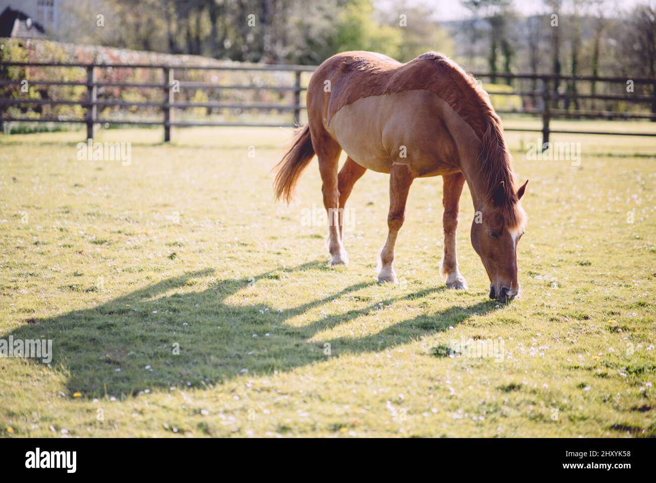 Beautiful brown horse at farm in Ireland Stock Photo - Alamy