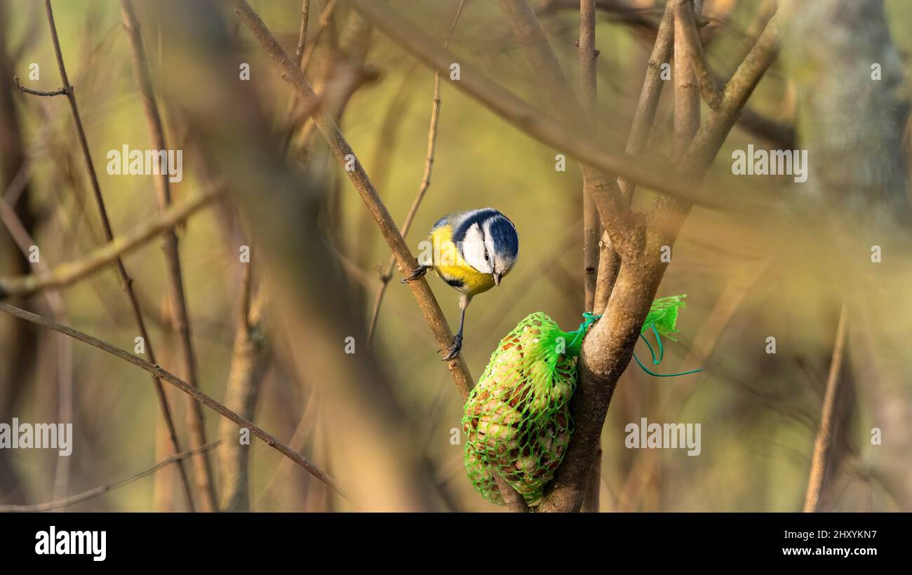 Photo of a bird on a twig Stock Photo - Alamy