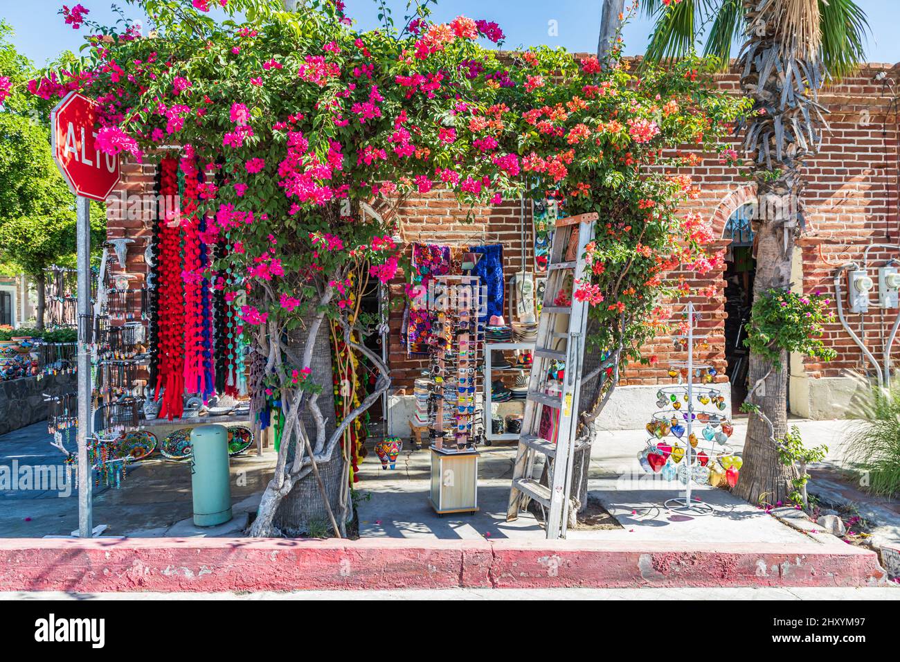 Baja mexico flowers hi-res stock photography and images - Alamy
