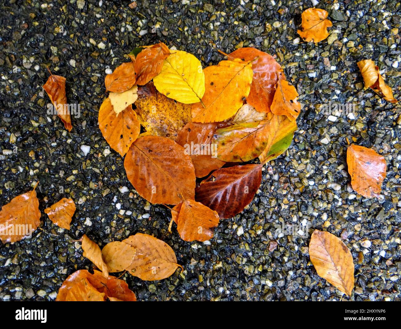 Top view of colorful leaves making a heart-shape on the wet ground ...