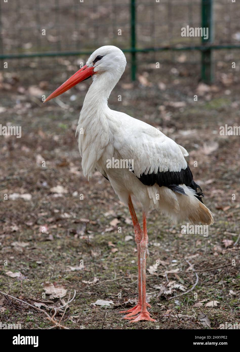 Closeup shot of a white stork standing on the ground in the zoo Stock ...