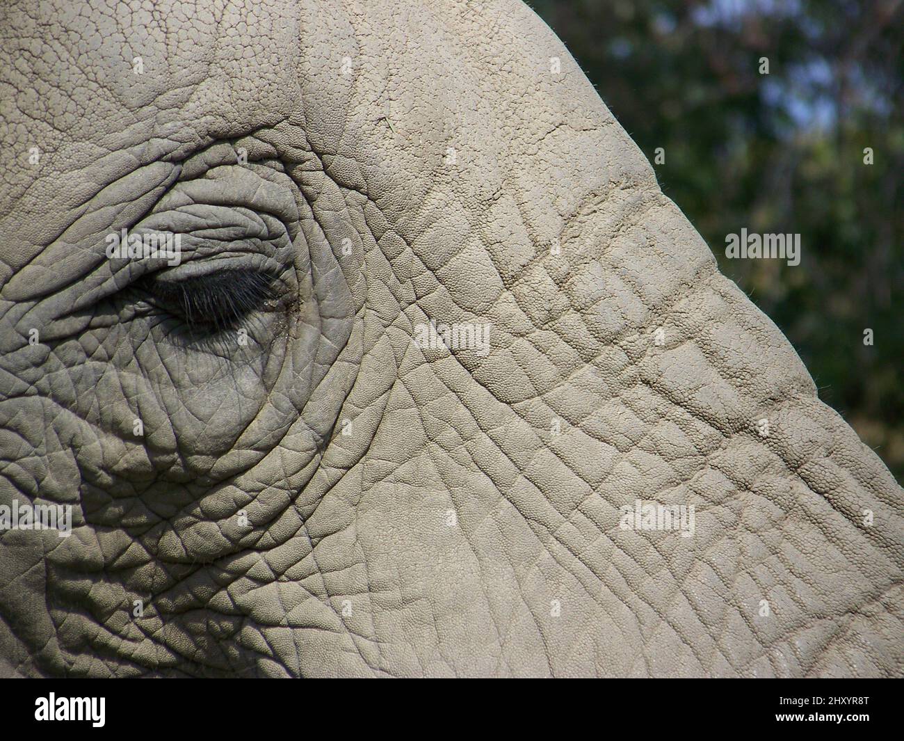 Macro shot of an elephant at the Roger Williams Park Zoo in Providence ...