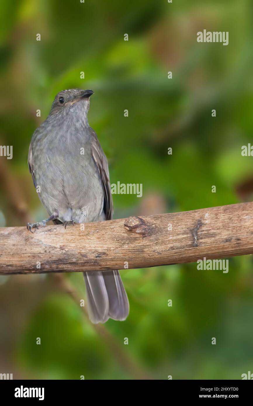 Lipaugus hi-res stock photography and images - Alamy