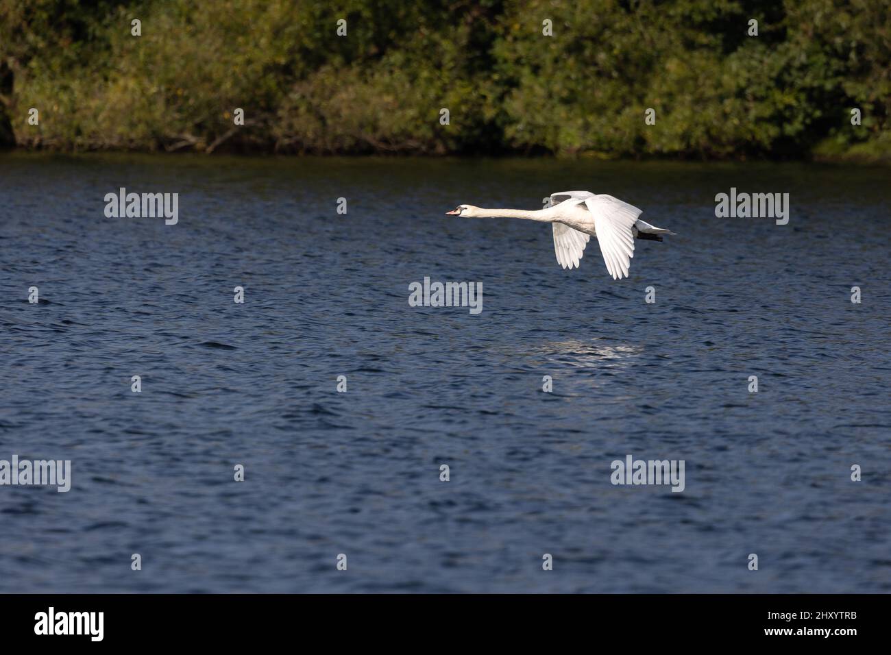 Photo of a swan flying over a lake Stock Photo - Alamy