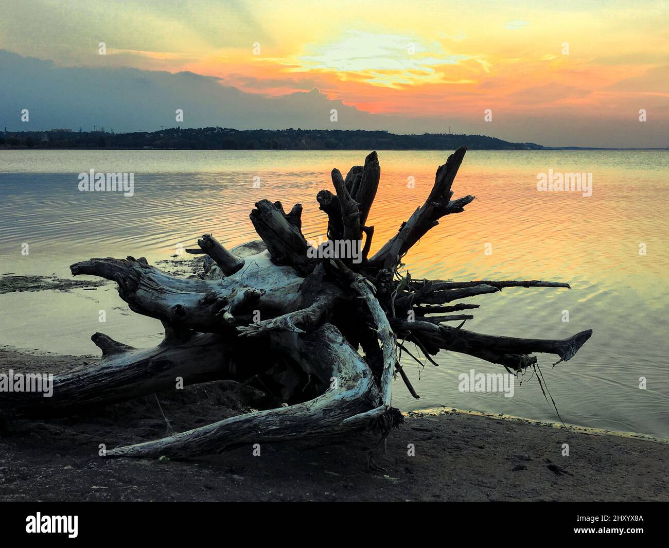 Old wooden log on the beach on the sunset Stock Photo - Alamy