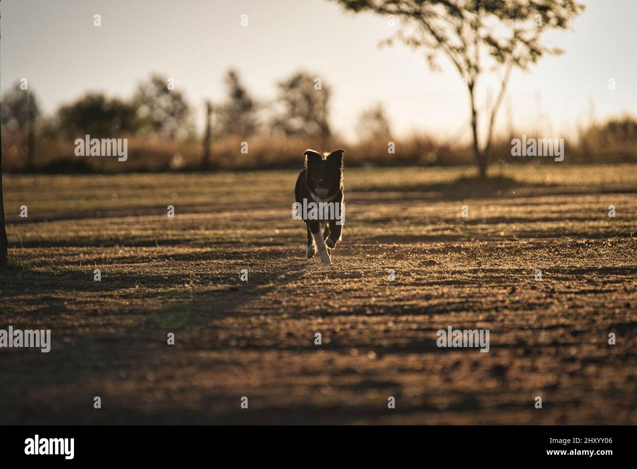 Border Collie running by the field with a ball in its mouth on a sunny ...