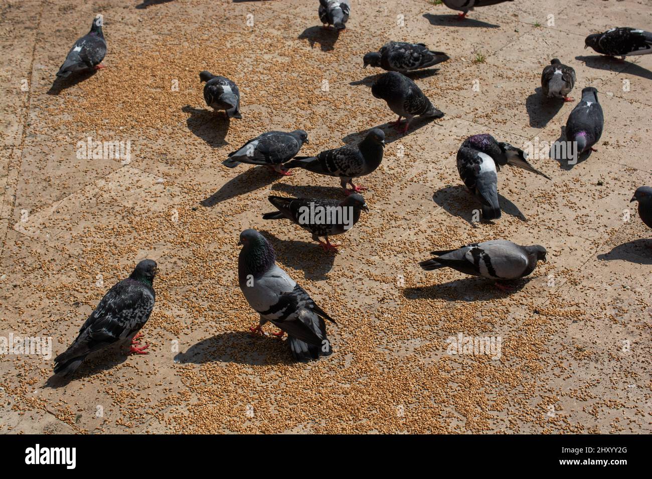 Grains in the beak hi-res stock photography and images - Alamy