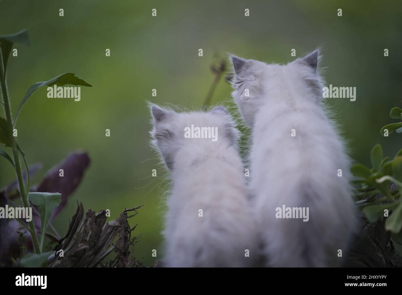 Cat from behind white background hi-res stock photography and images ...