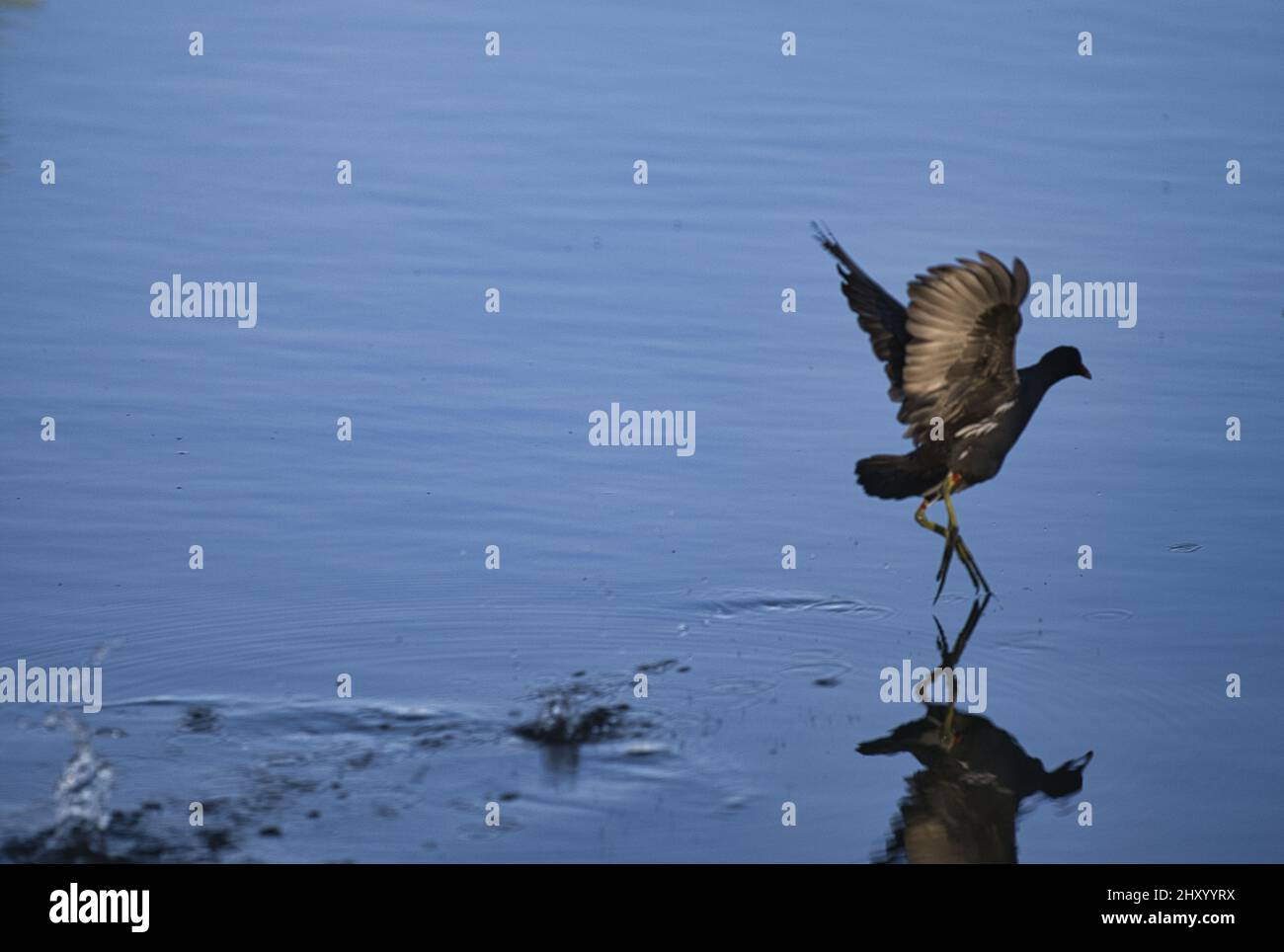 Closeup of a black Loaf bird accelerating on a tranquil water Stock ...