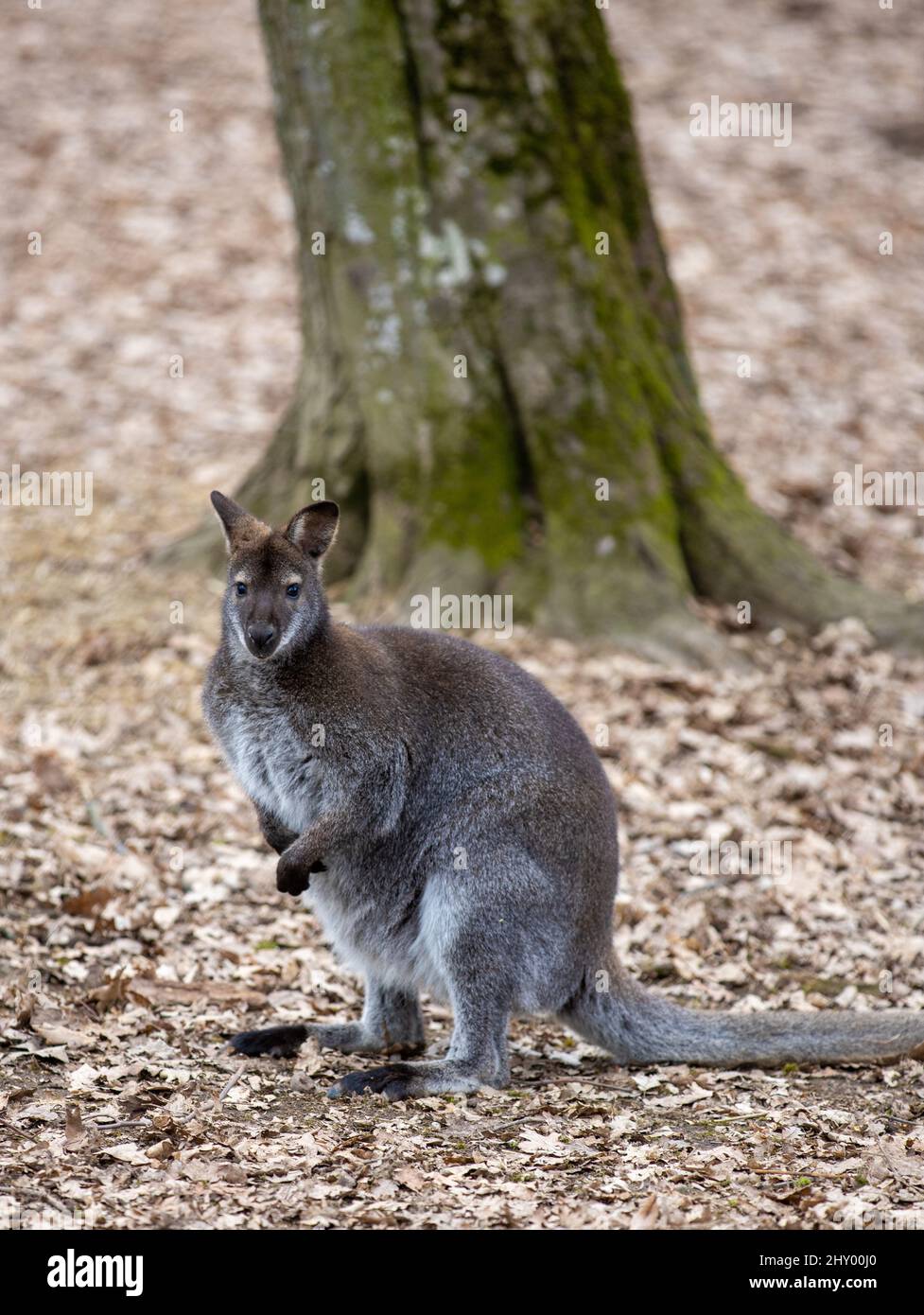 Pygmy Kangaroo