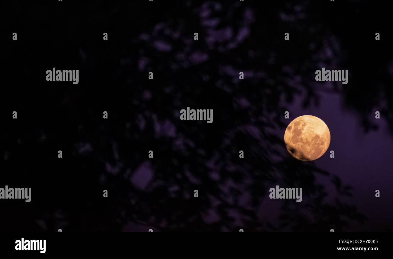 Of night sky with big yellow moon behind the tree Stock Photo - Alamy