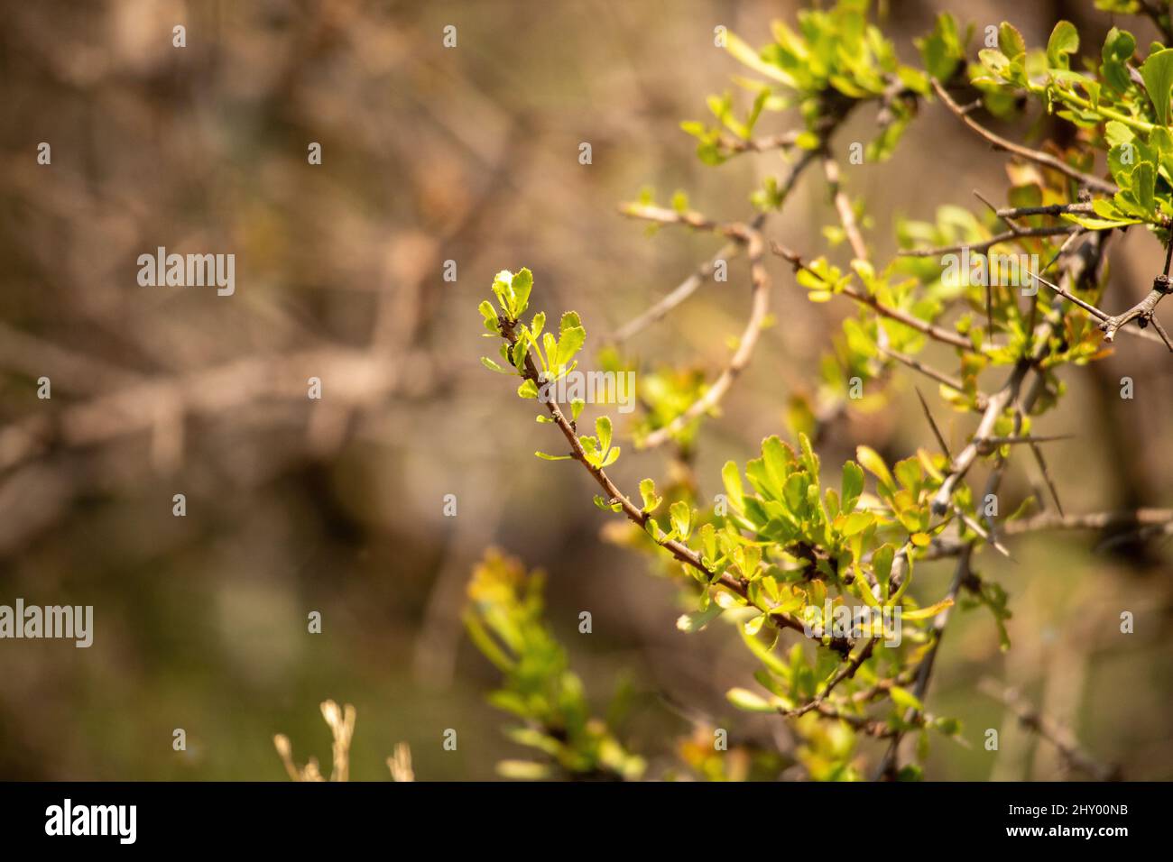 Closeup shot of small tree branches with tiny green leaves on a blurry ...