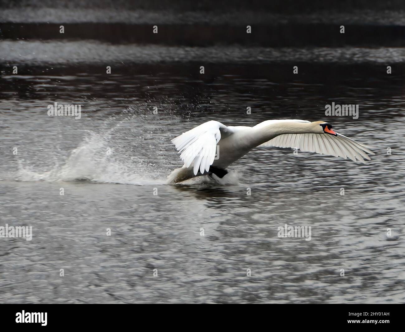 Swan is taking off from water ready to fly Stock Photo - Alamy