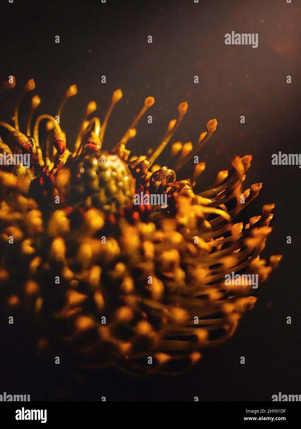 Vertical macro shot of a yellow Protea Leucospermum flower on black ...