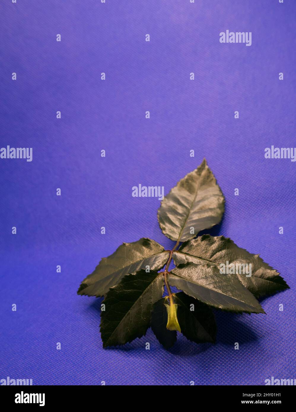 A green leaf of a rose plant Stock Photo - Alamy