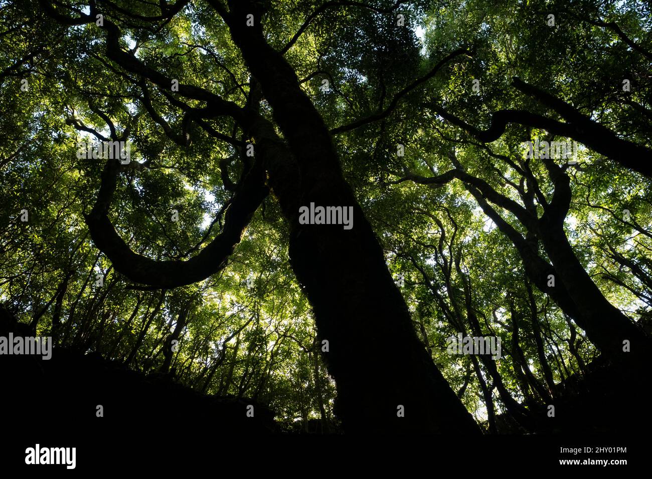 Gruta das torres azores grotto hi-res stock photography and images - Alamy