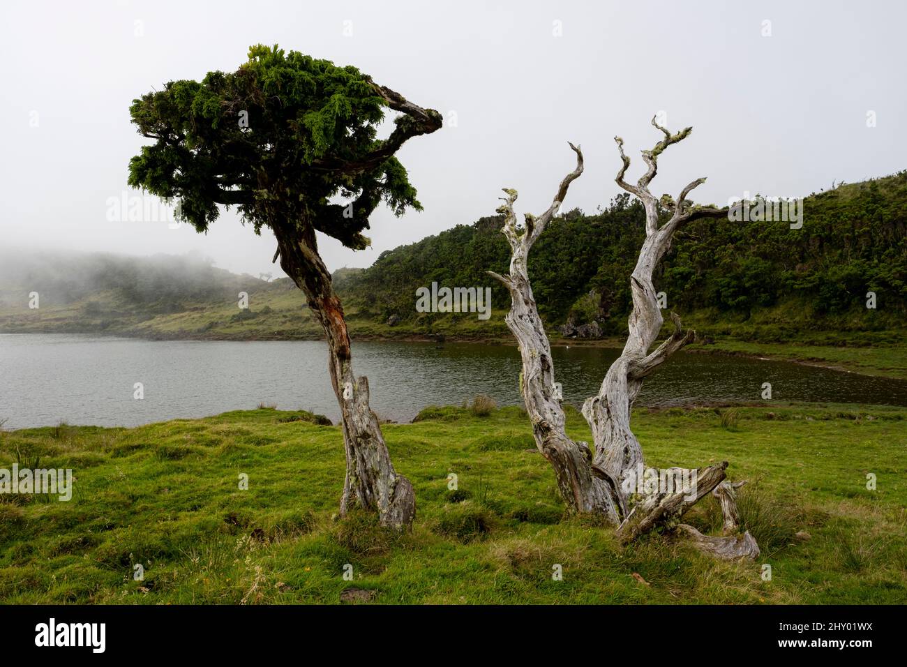 Pico, Portugal - 04 August 2021 : Azores juniper tree at Lagoa do ...