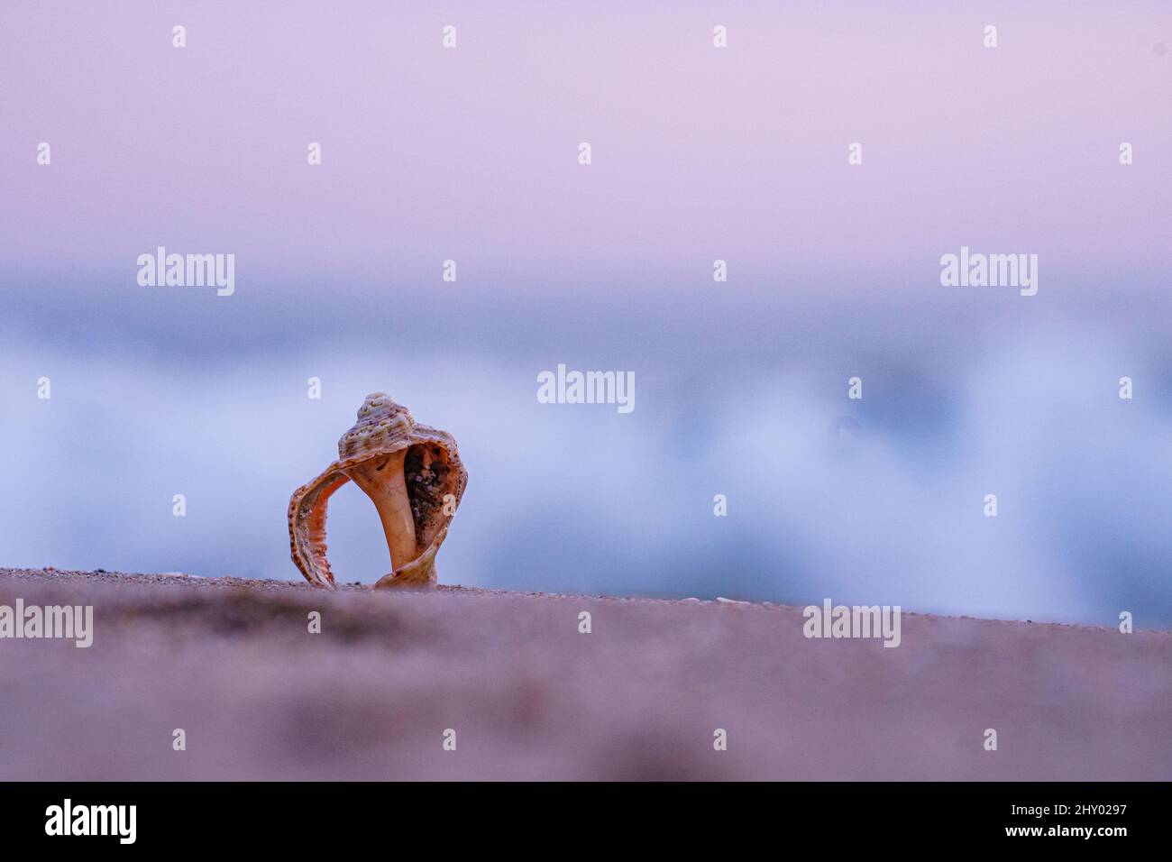 Broken rapan shell on the beach Stock Photo - Alamy