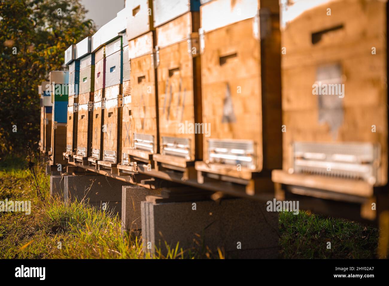 Closeup shot of wooden beehives and bees in a rural area Stock Photo ...
