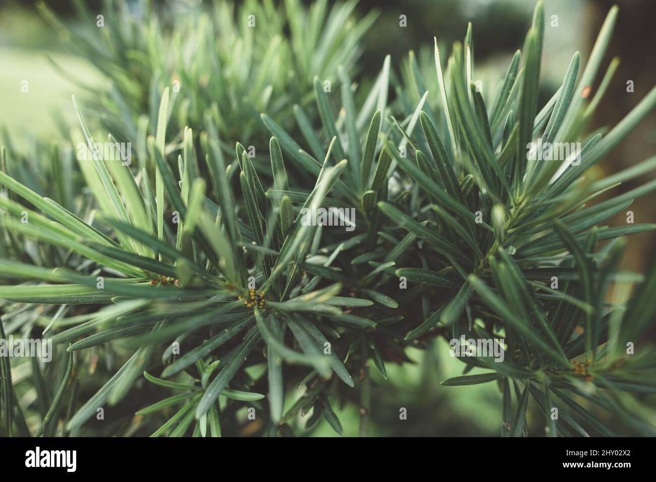 Tree with thick branches Natural background nature forest jungle ...