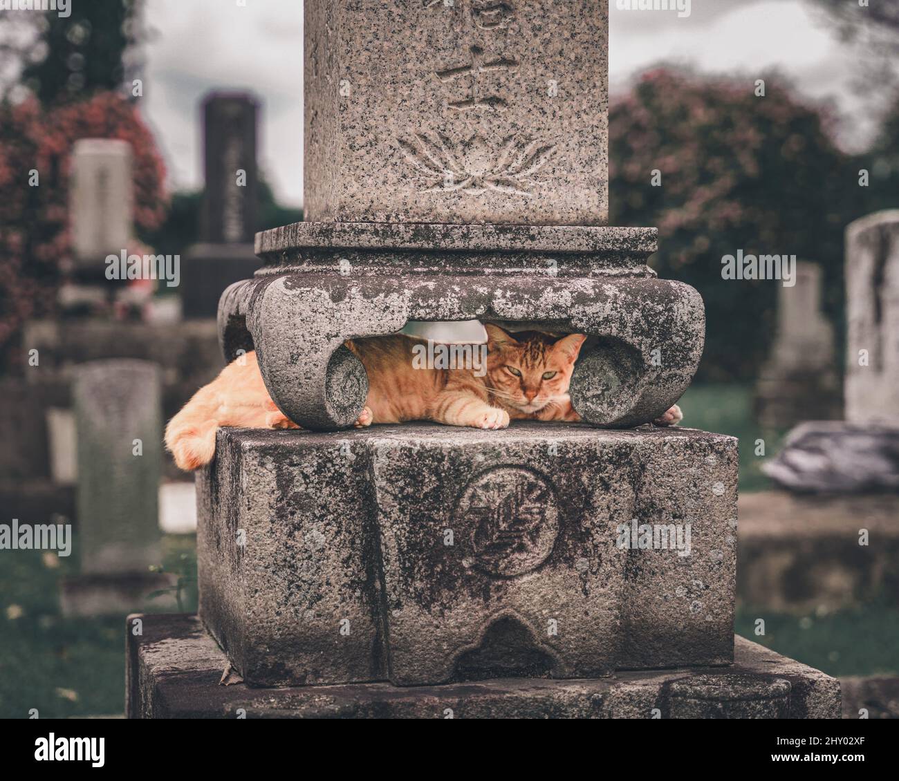 Cute orange street taking shelter under a tomb stone in Singapore's ...