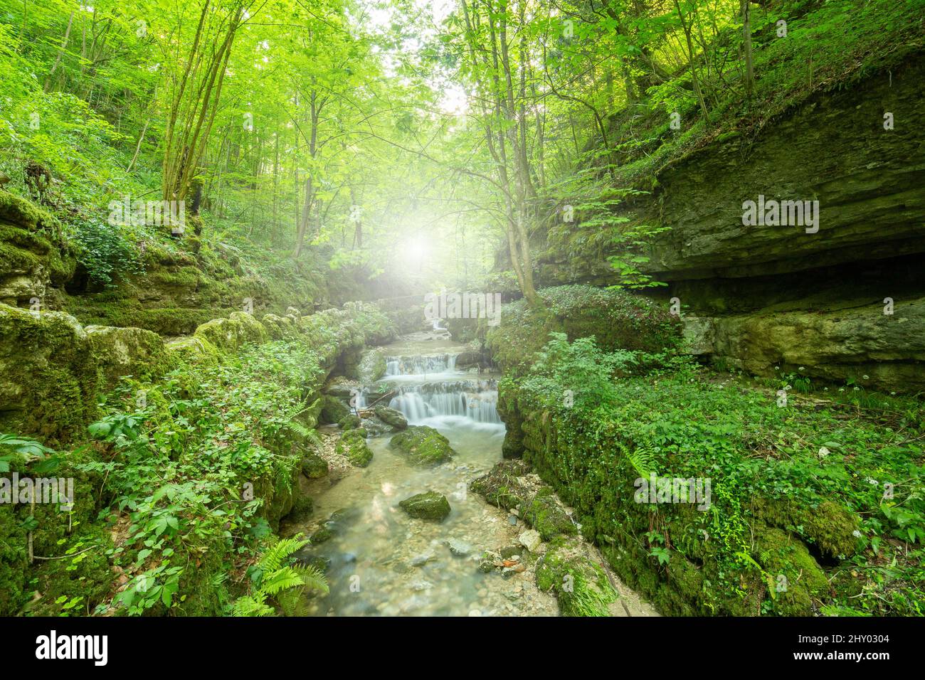 Beautiful landscape of a river flowing in a bright green forest with a ...