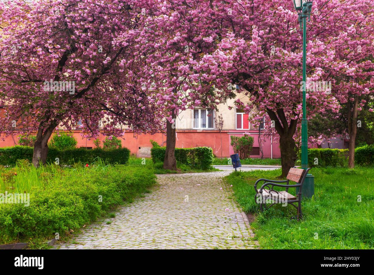 sakura trees in the park. cherry blossom above the walking path and ...