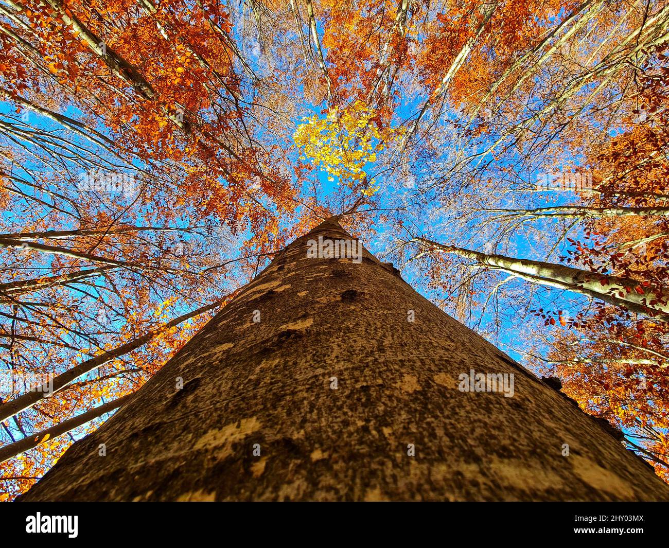 Low angle shot of an autumn tree in a forest Stock Photo - Alamy