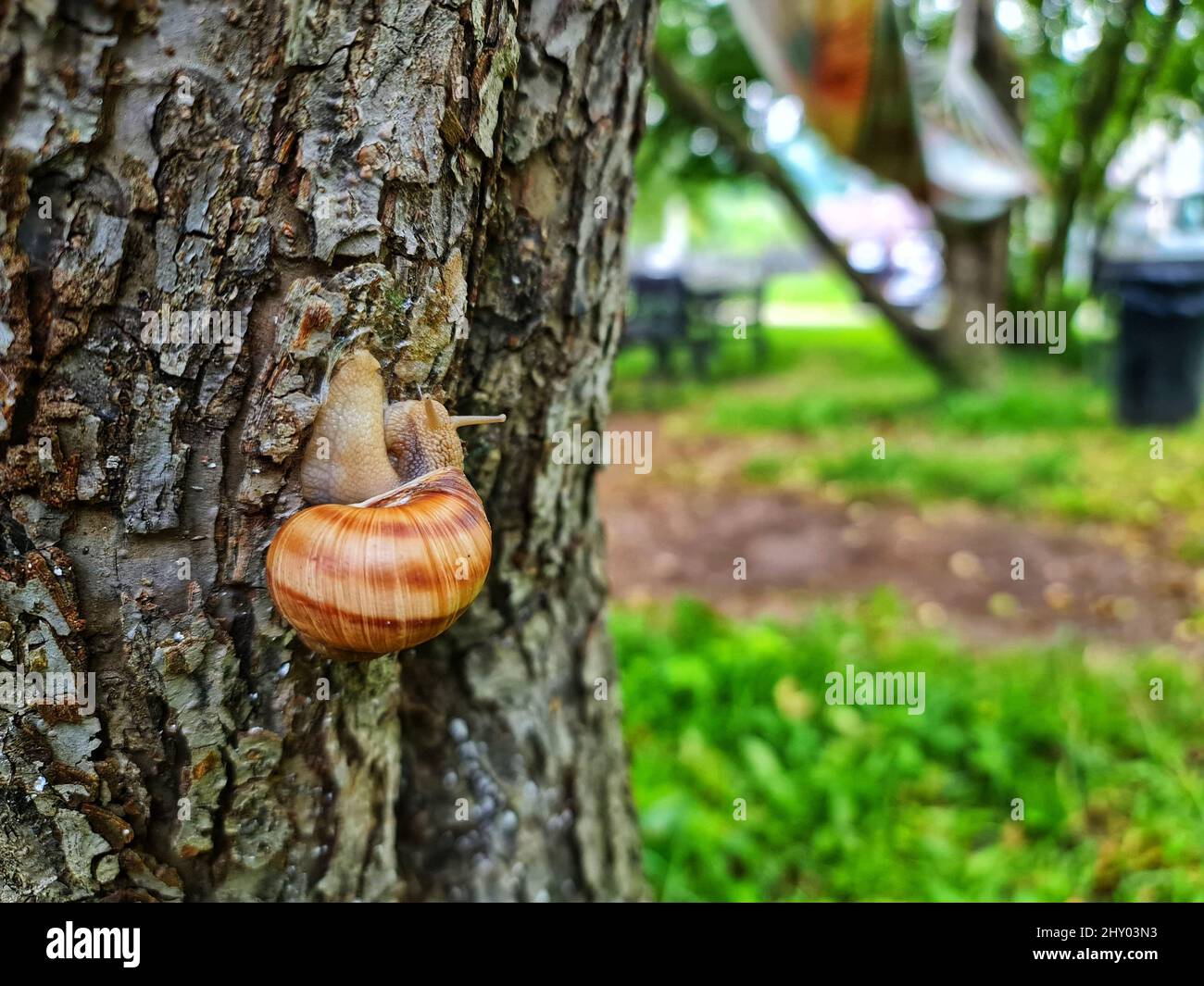 Close-up shot of a snail on a tree trunk Stock Photo - Alamy