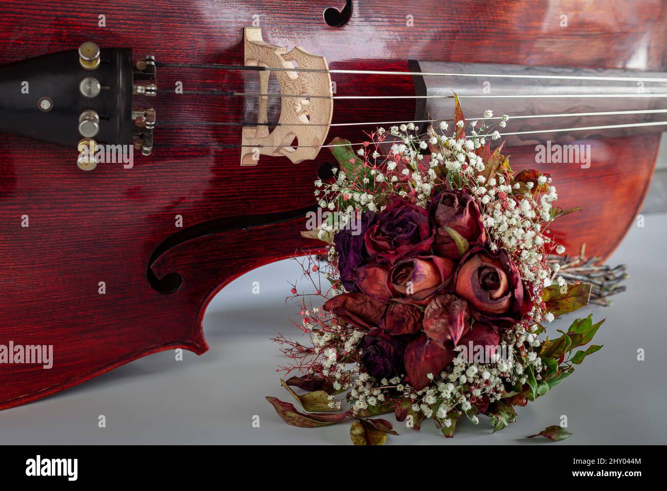 Dried roses on a white background. Cello Stock Photo - Alamy