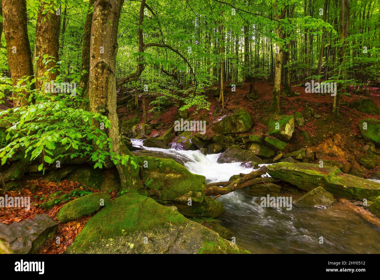 rapid brook in the park. primeval beech forest in spring. beautiful ...