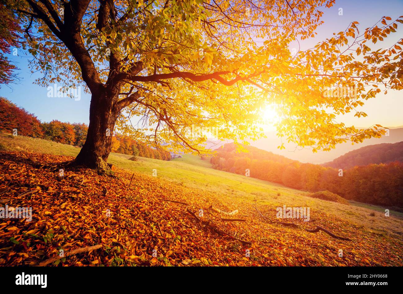 Birch tree on mountain slope hi-res stock photography and images - Alamy