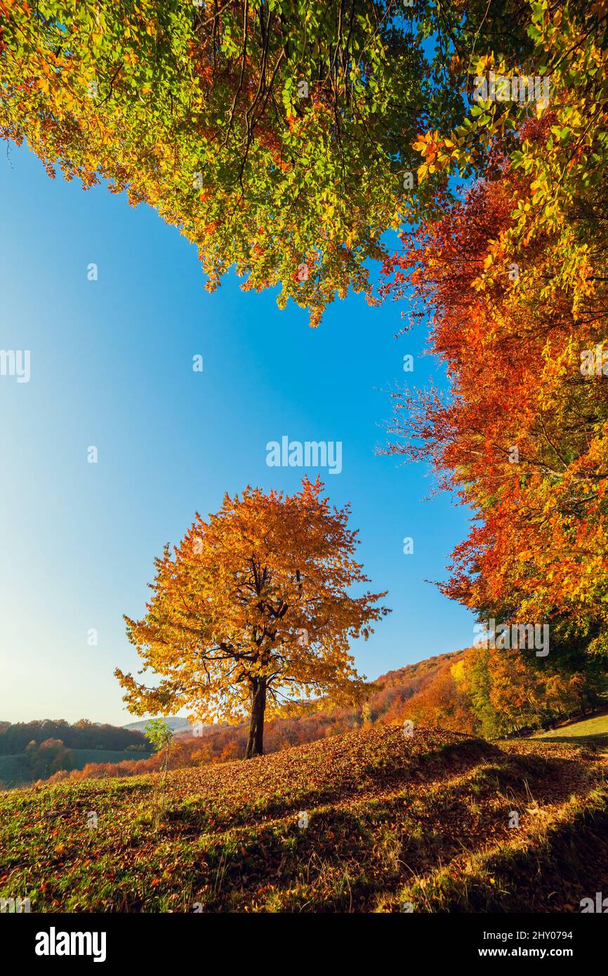 Majestic alone birch tree on a hill slope with sunny beams at mountain ...